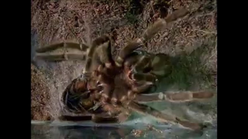 Grammostola Alticeps линяет — Видео от Экзотические Животные г.Пенза ...